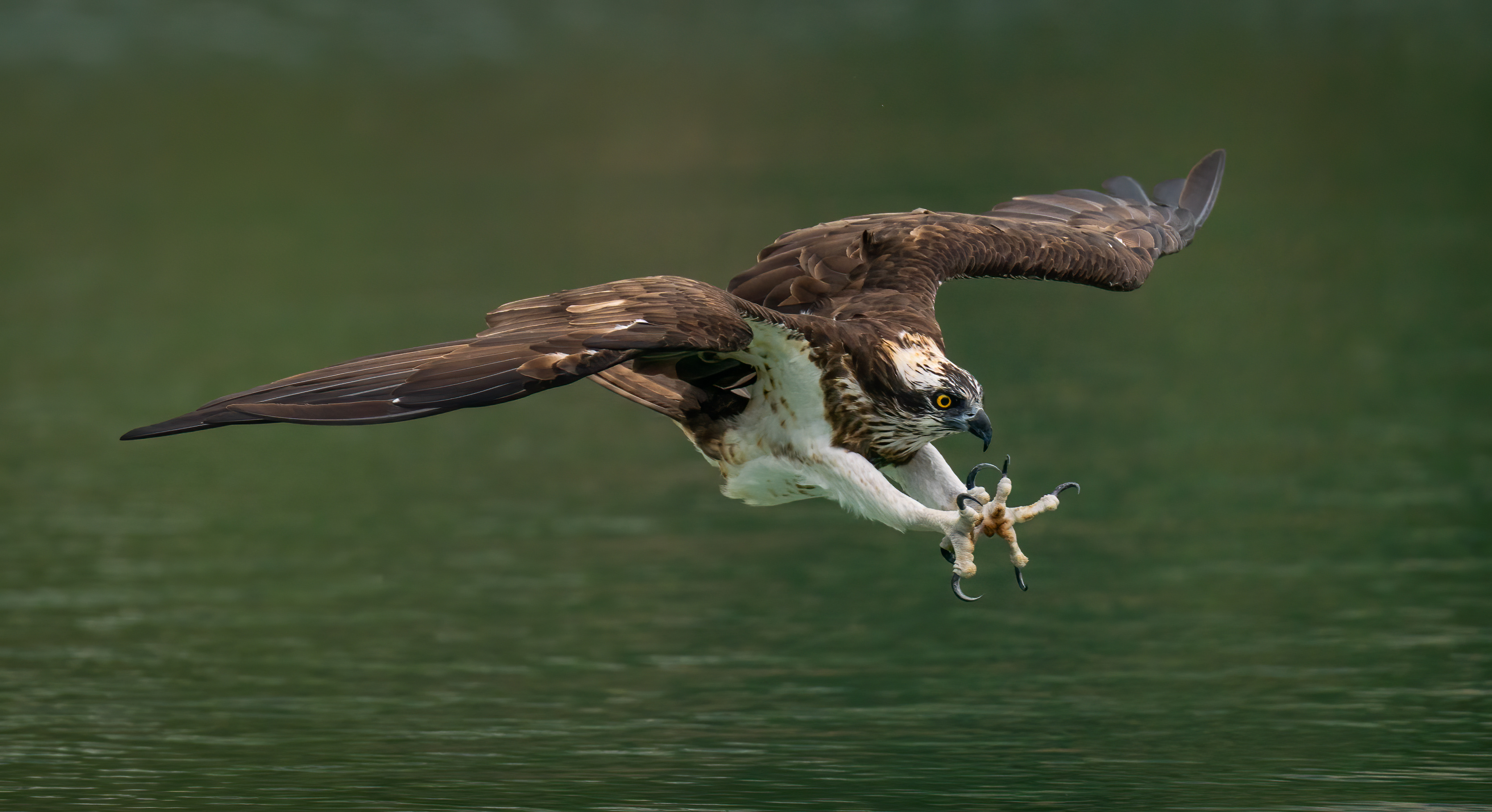 Osprey decline in VA signals broader environmental problems